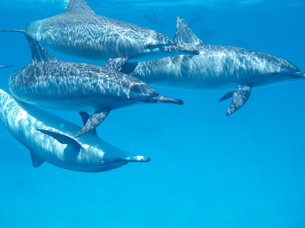 Wisata Dolphin Lovina